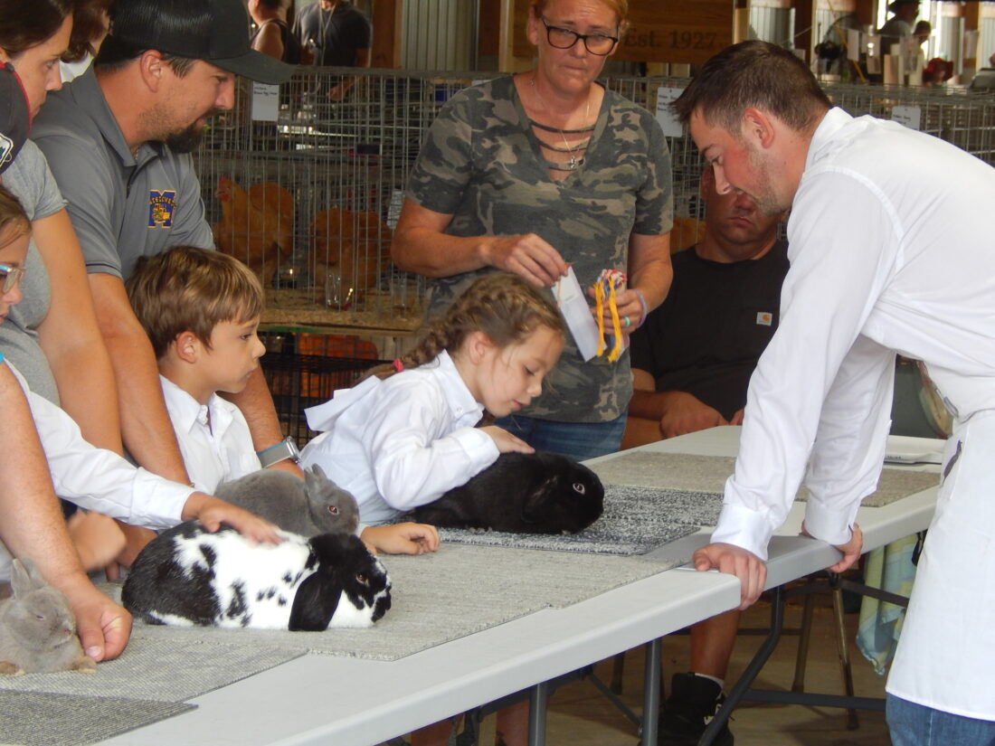 Show time for 89 rabbits | News, Sports, Jobs - The Journal